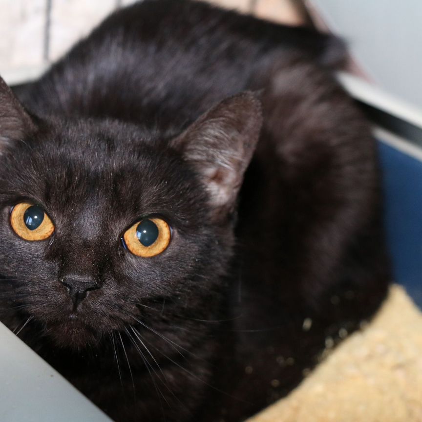 Кошка в добрые руки