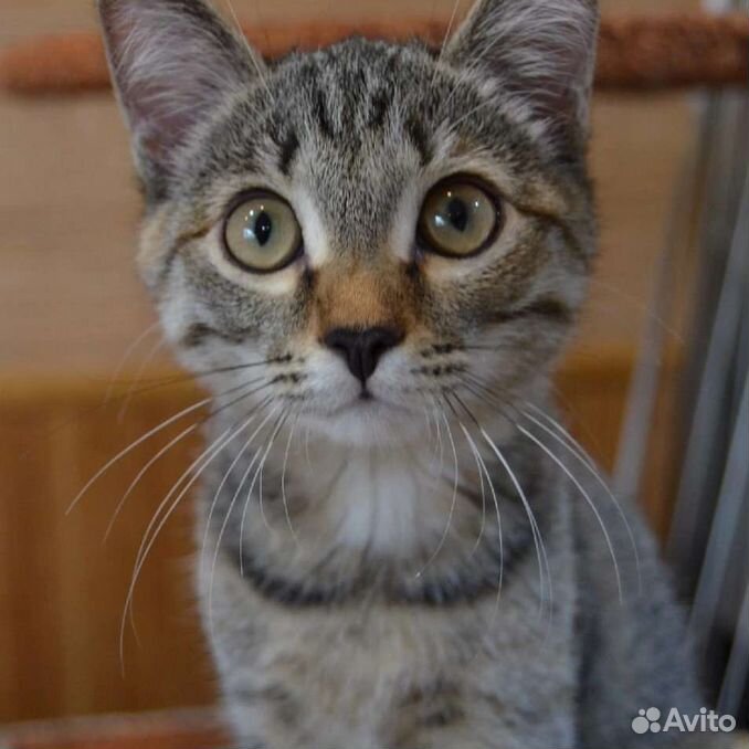 Котенок 4 месяца девочка Туся