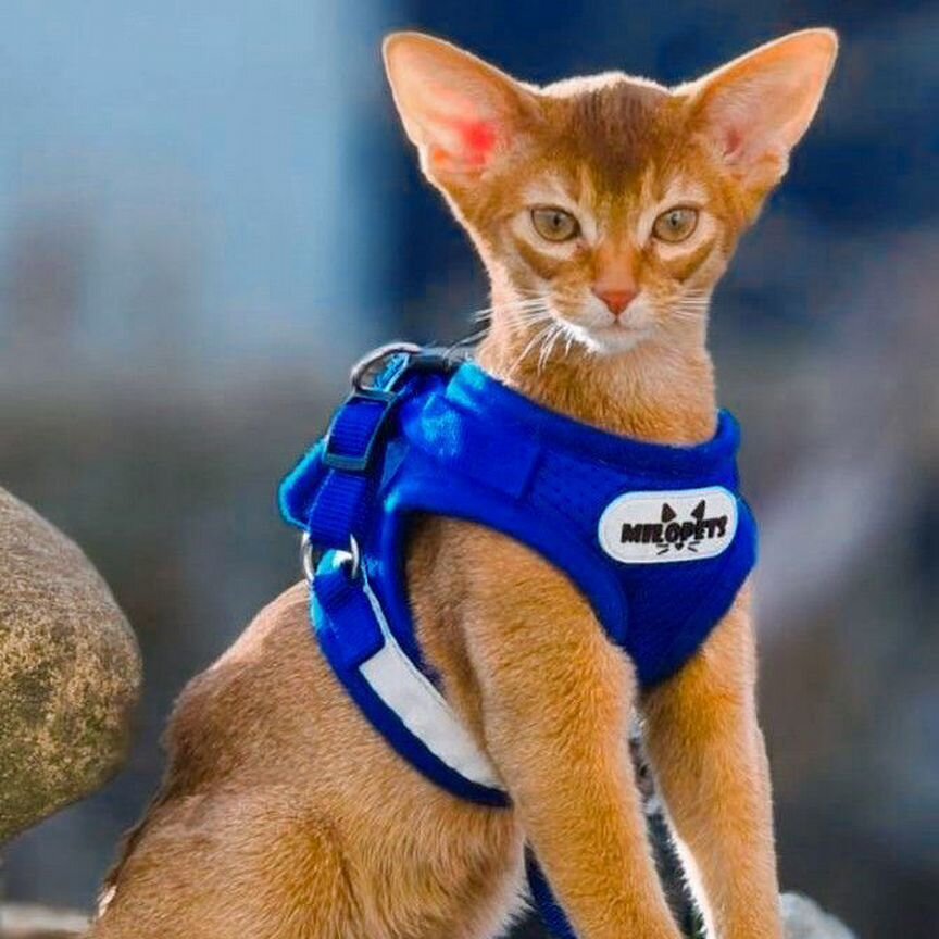Абиссинский котик