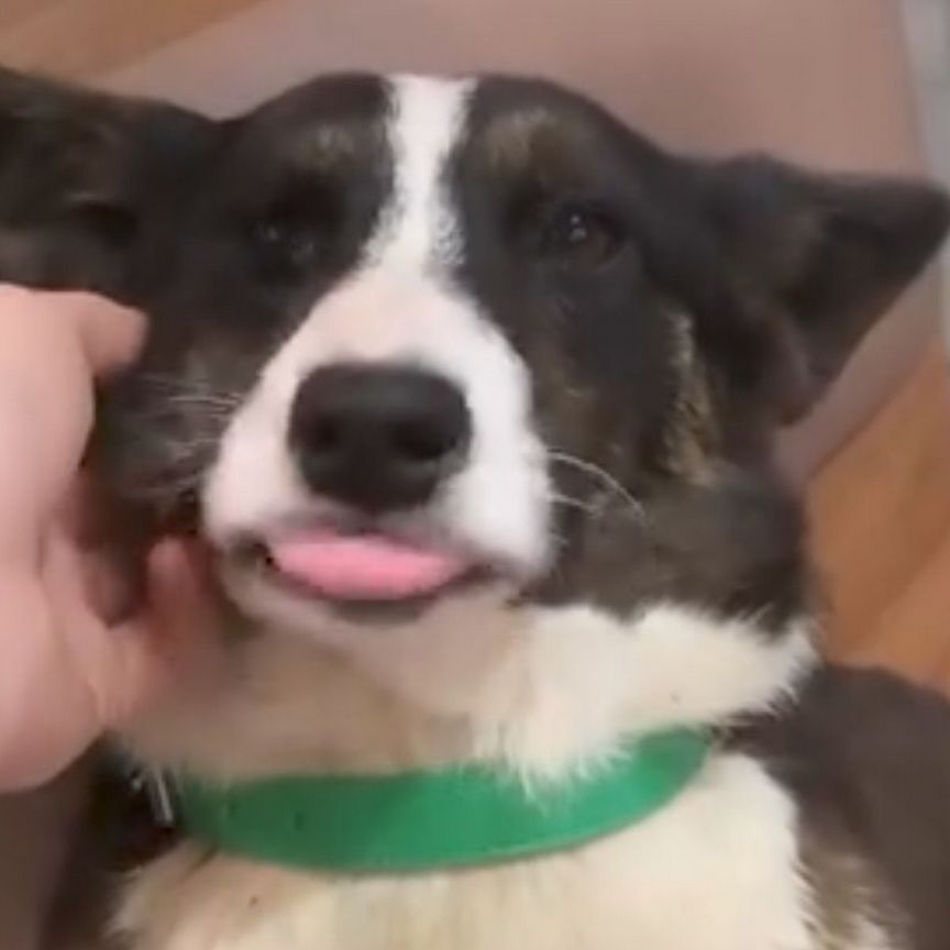 Вельш Корги Кардиган, взрослая собака