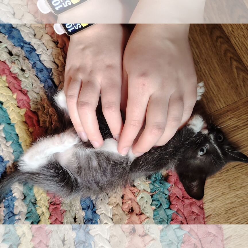Котята в добрые руки
