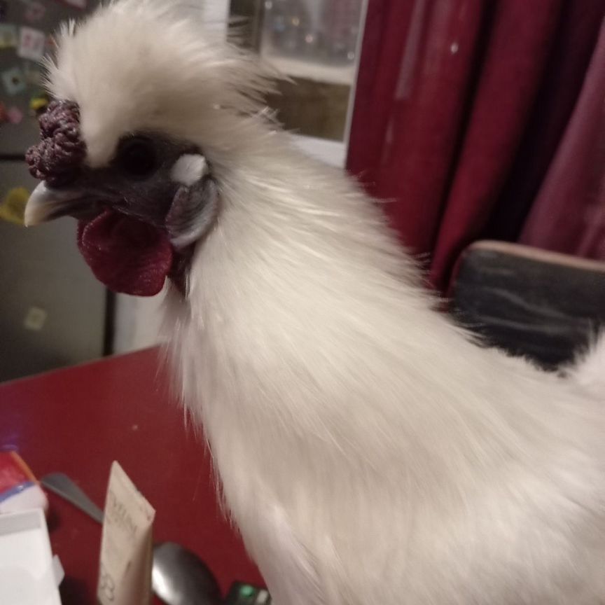 Китайская пуховая петушки