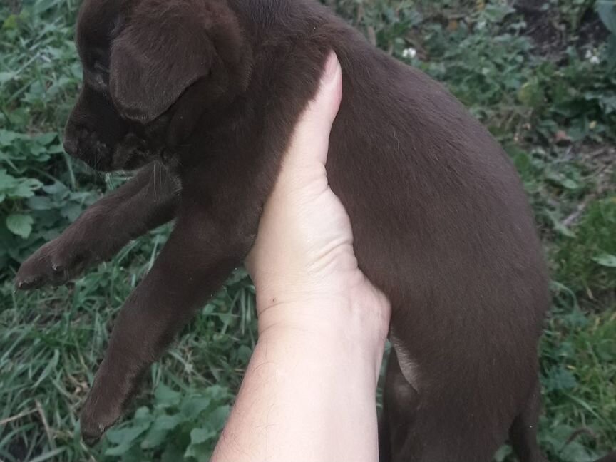 Щенки звоночки во двор