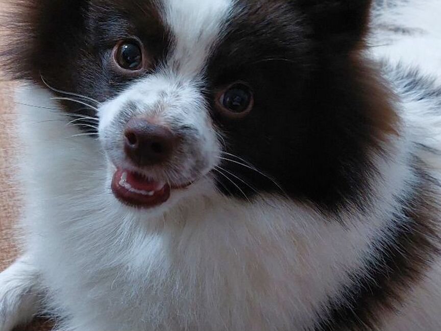 Немецкий шпиц вязка мальчик