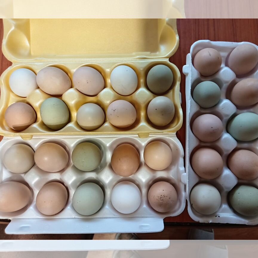 Инкубационное яйцо кур