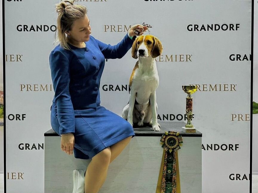 Эстонская гончая вязка