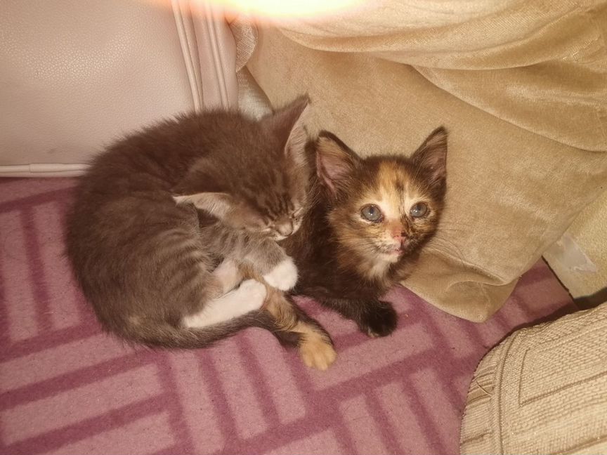 Отдам котят в добрые руки