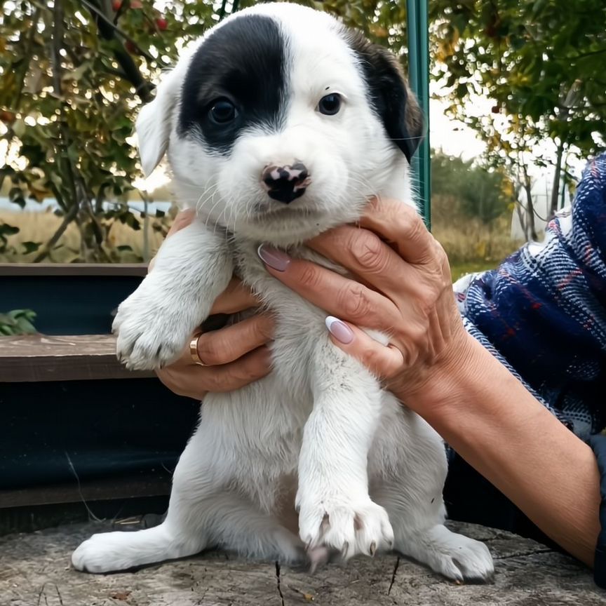 Щенок в добрые руки