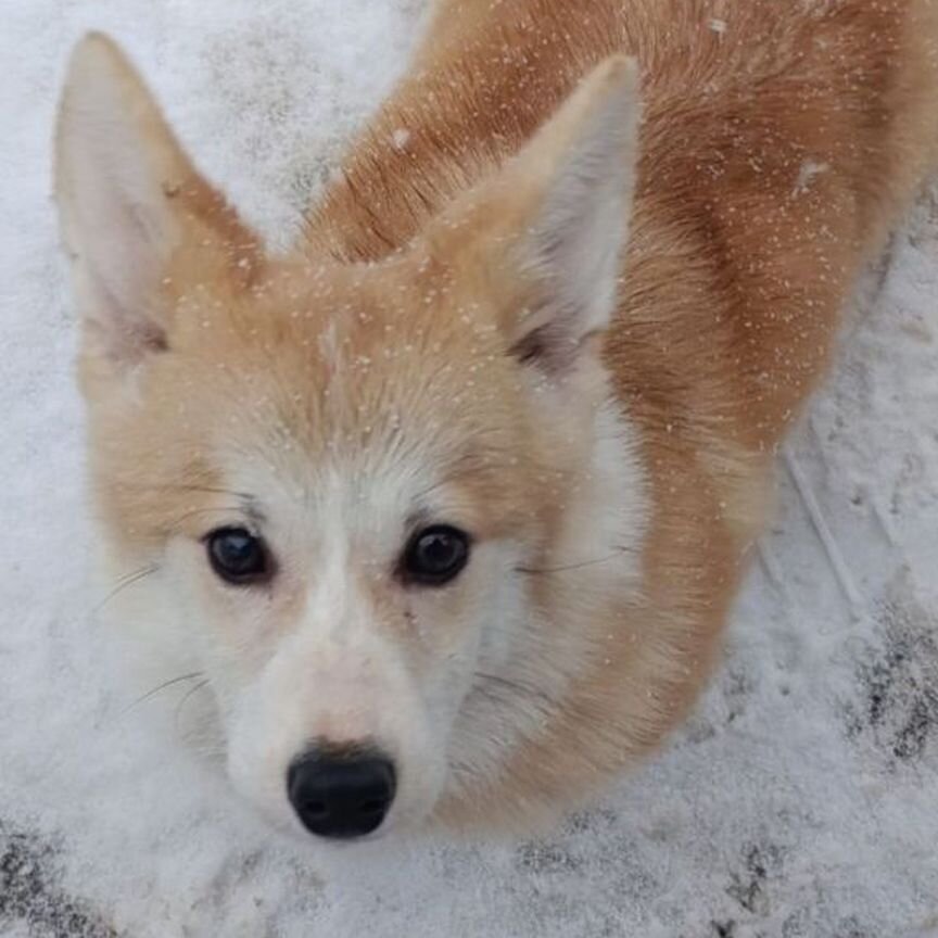 Вельш Корги Кардиган, щенок