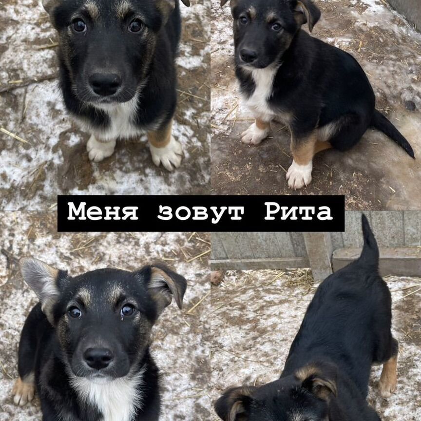Собака в добрые руки отдам бесплатно
