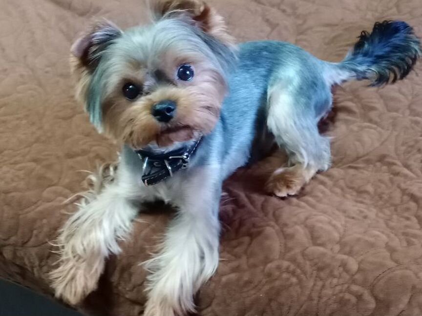 Йоркширский терьер