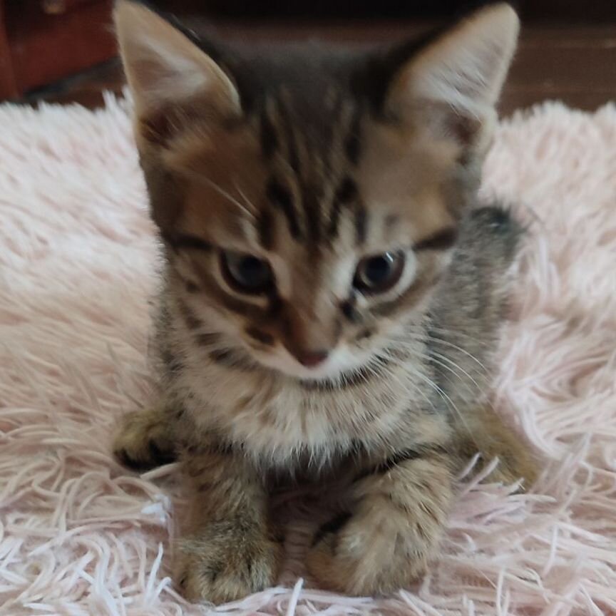 Котёнок в добрые руки