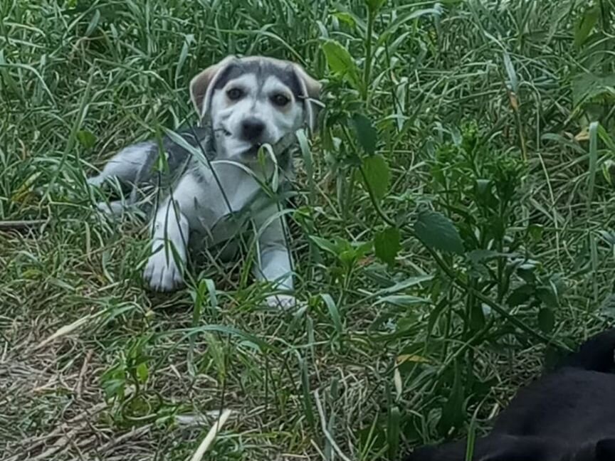 Девочка 2, 5 месяца стерилизацию оплатим