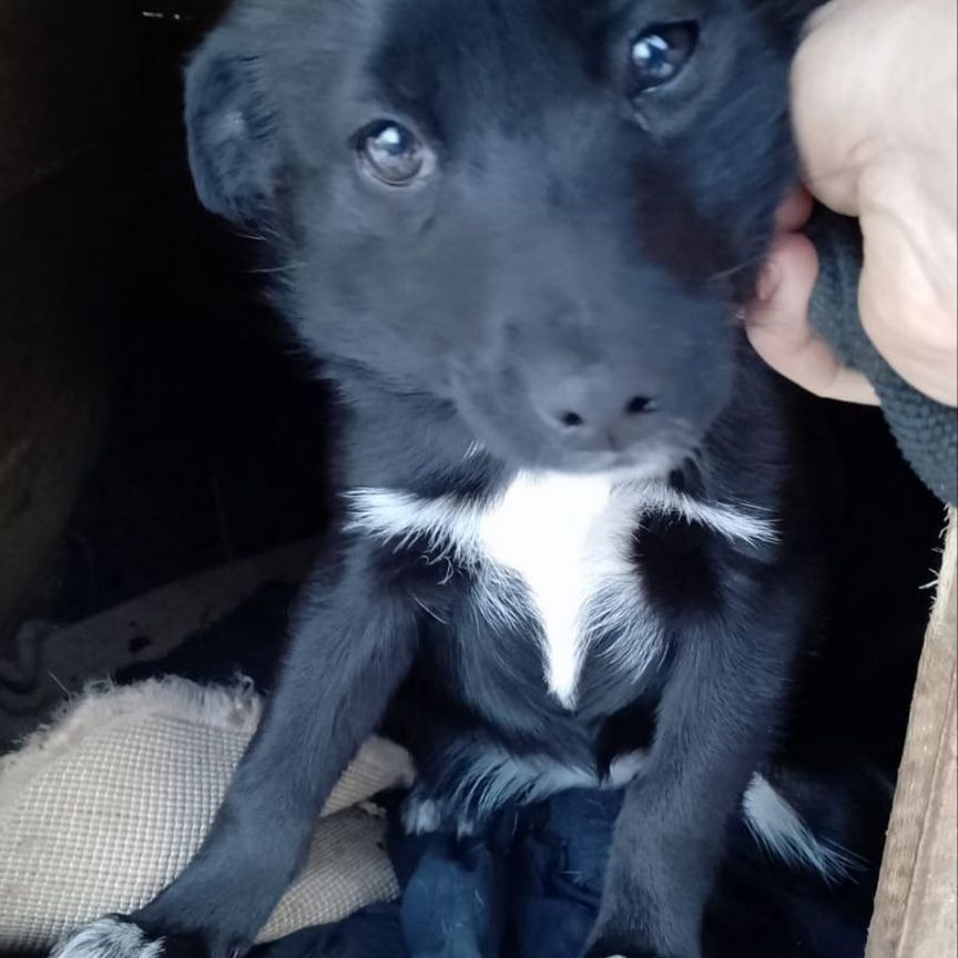 Собака в добрые руки отдам бесплатно