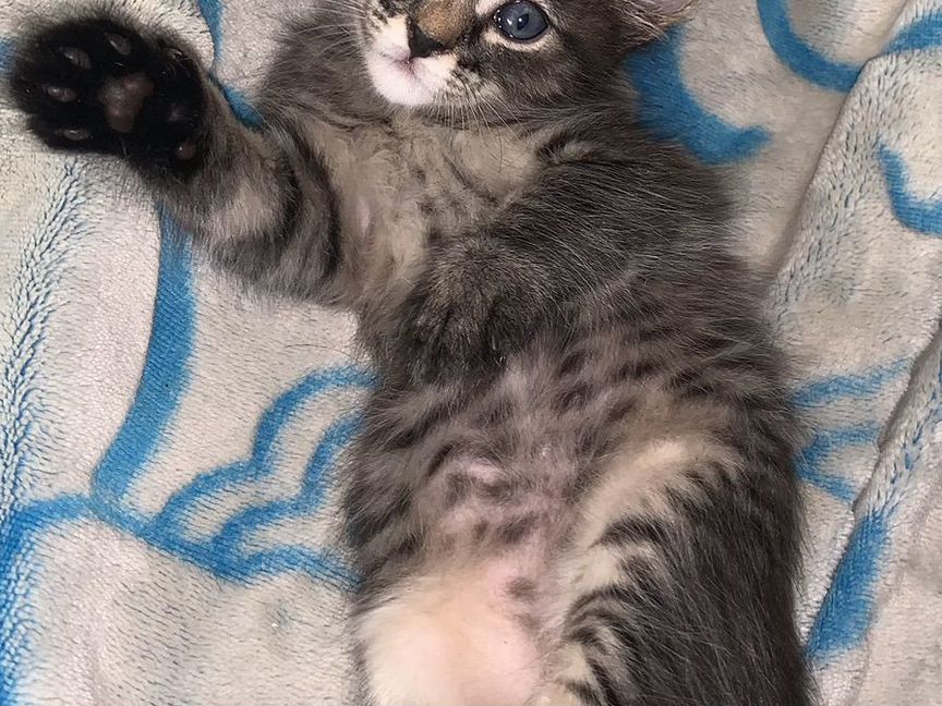 Котенок мальчик 2 месяца помесь с шотладской