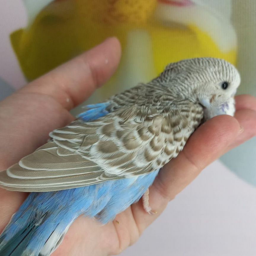 Волнистый попугай