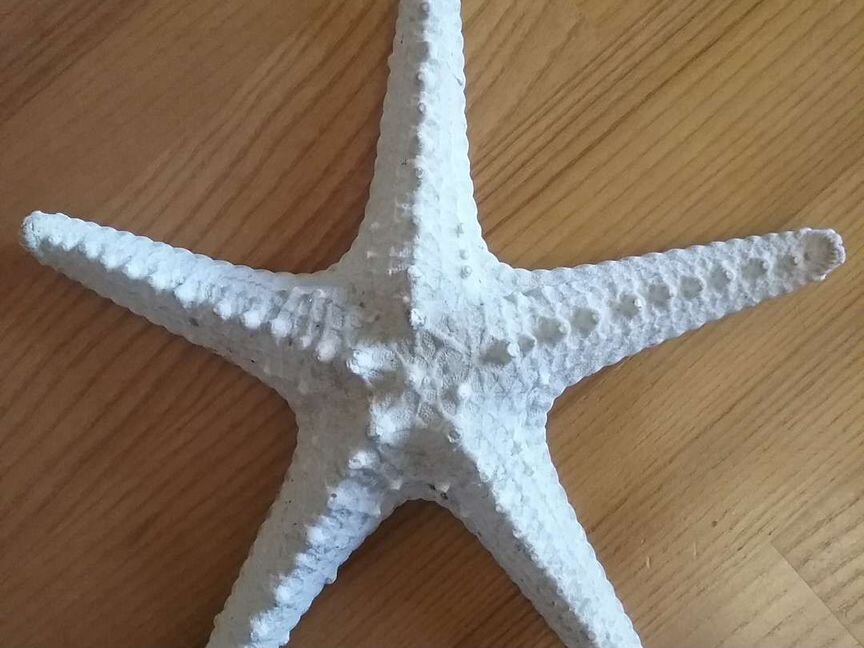Морская звезда и ракушки