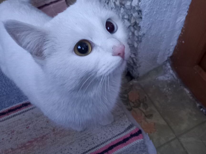 Кошечка као-мания