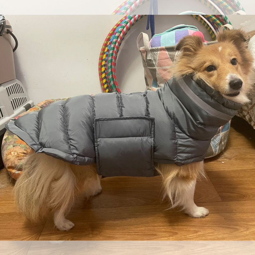 Попона для собак