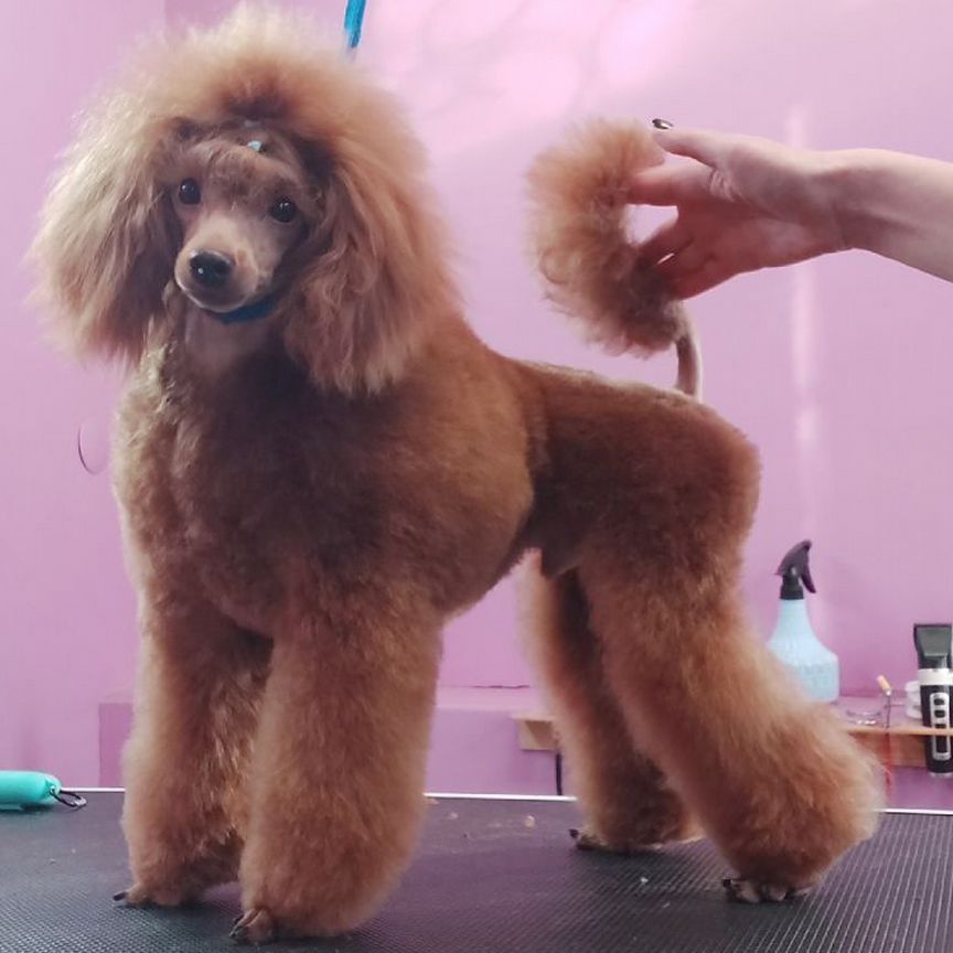 Карликовый пудель, щенок