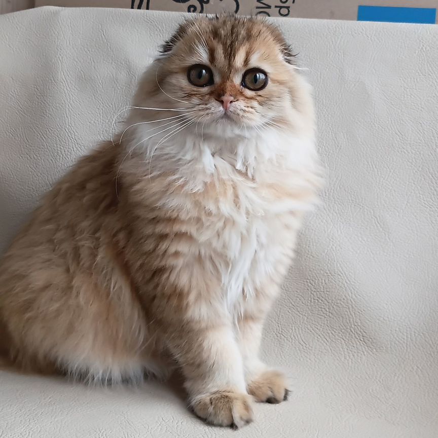 Шотландский вислоухий длинношёрстный котёнок