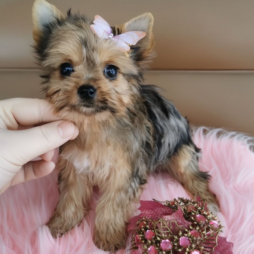 Бивер-йоркширский терьер, щенок