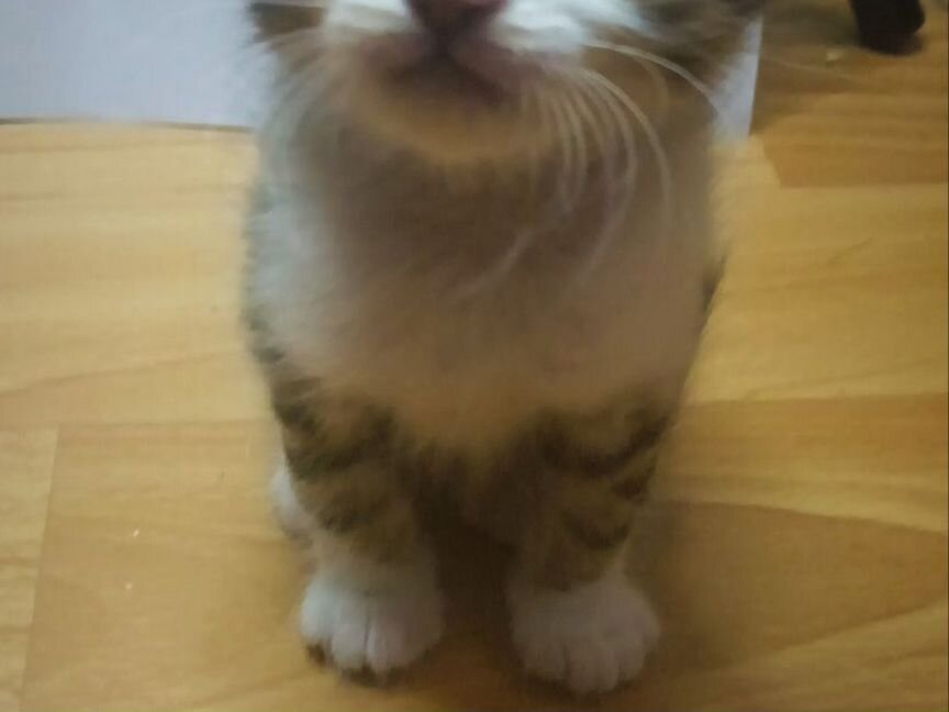 Шотландские вислоухие котята, прямоухие