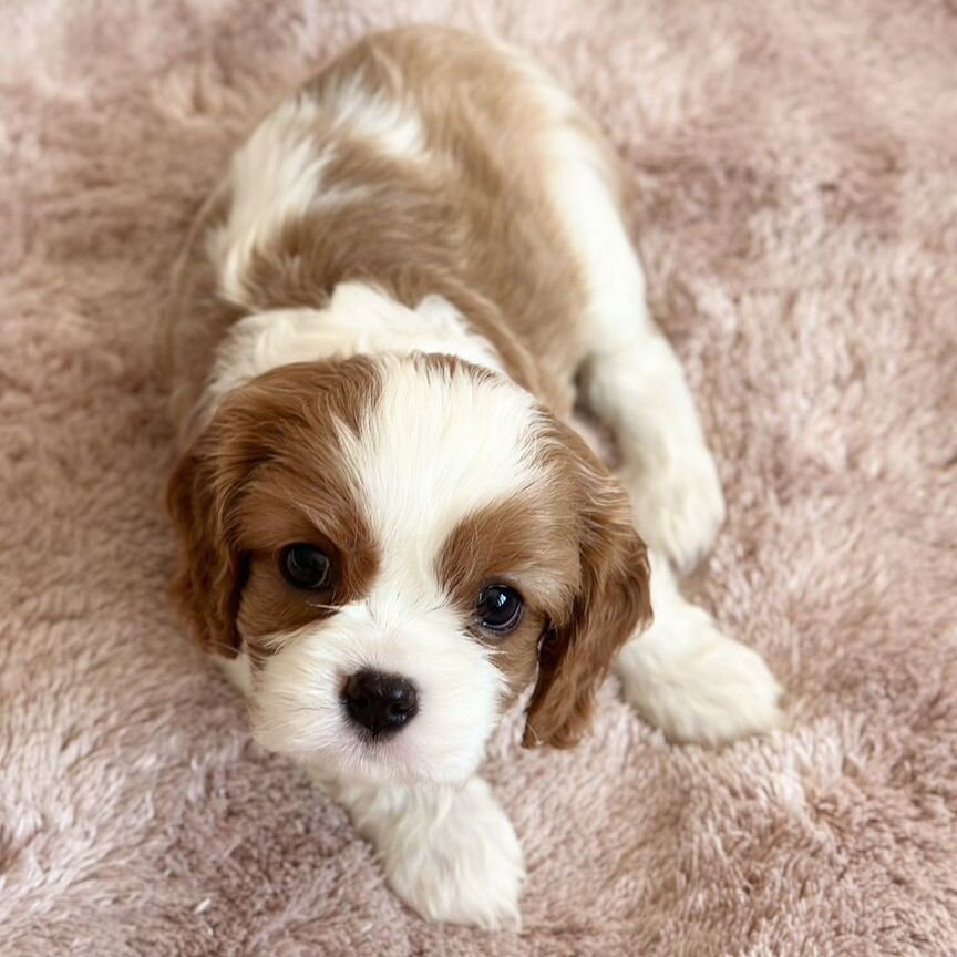 Кавалер кинг-чарльз-спаниель, щенок