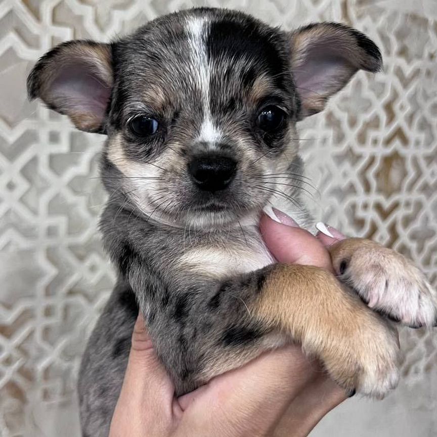 Чихуахуа, щенок