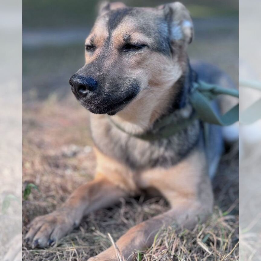 Собака расик