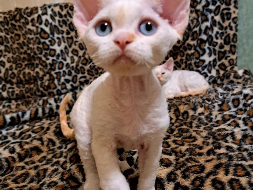 Ванильная девочка