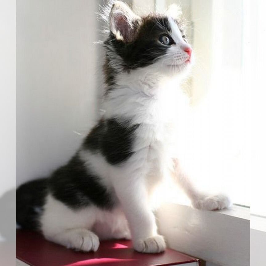Отдаю котенка
