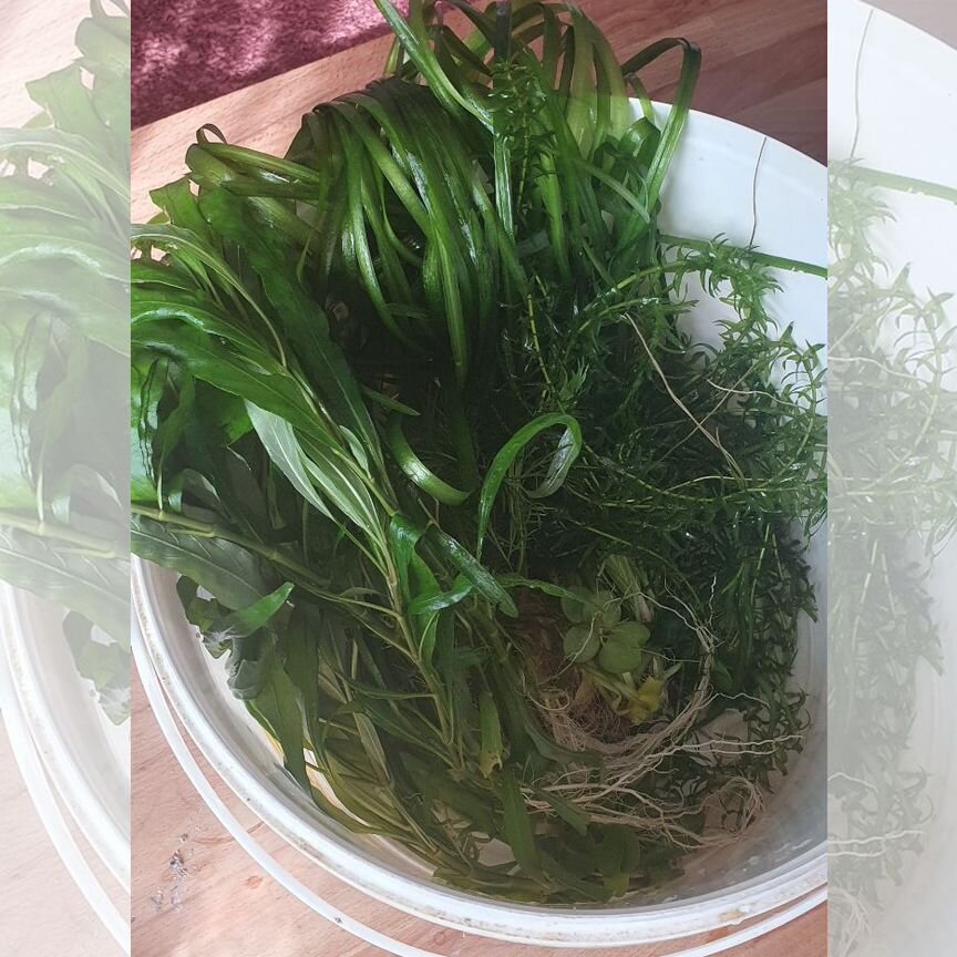 Аквариумное растение