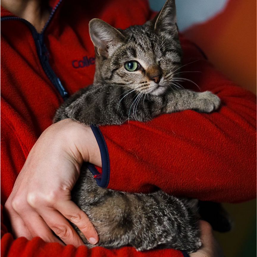 Котёнок в добрые руки