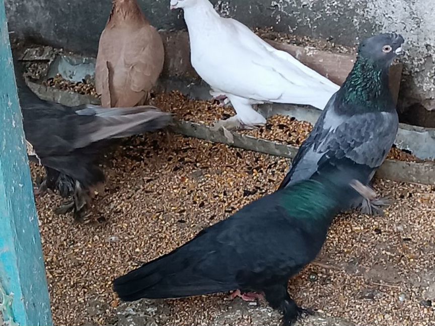 Голуби узбеки