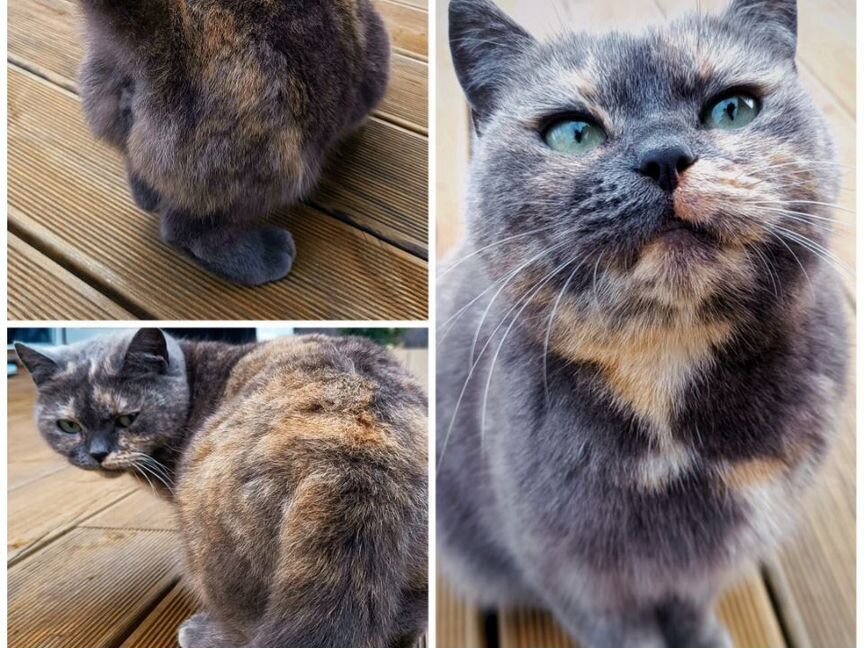 Кошка Дынька в хорошие руки