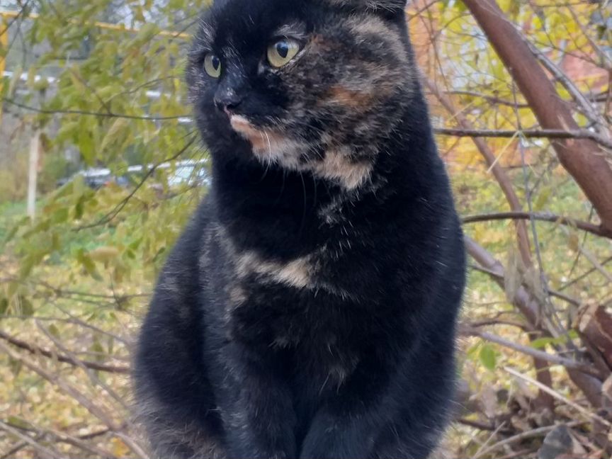 Кошечка - мурлыка в добрые руки