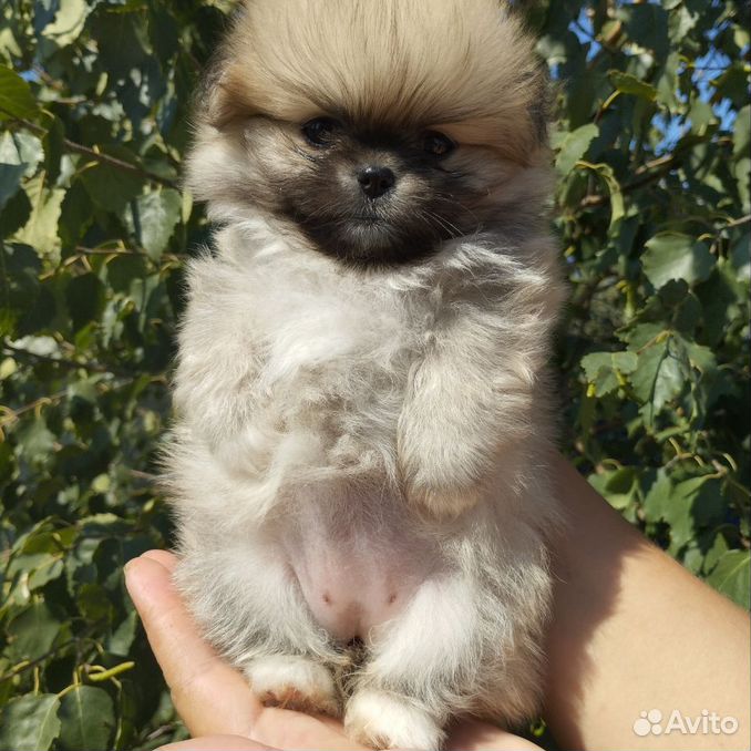 Щенки Пекинес и Шпиц метис