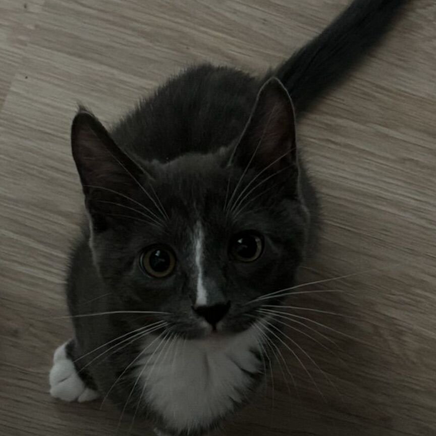 Котята в добрые руки бесплатно мальчик