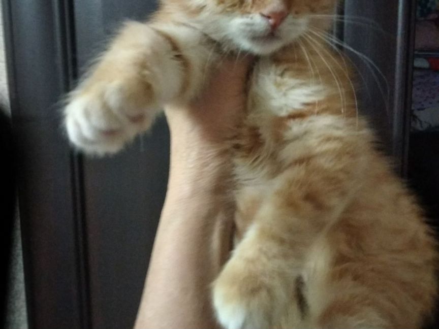 Коткнок.Вислоухая рыжая Дев.2.5 мес