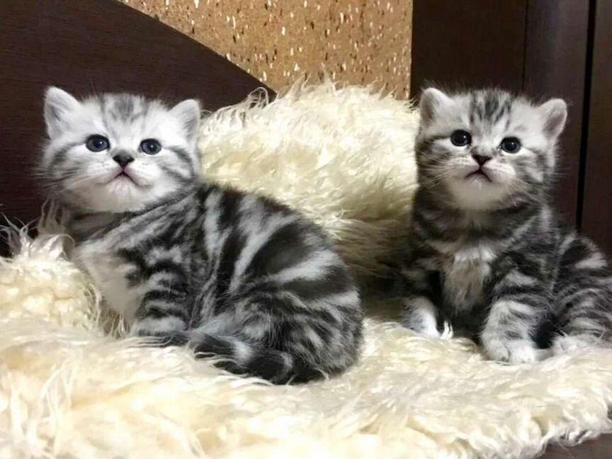 Плюшевые Мишки) Мраморный окрас