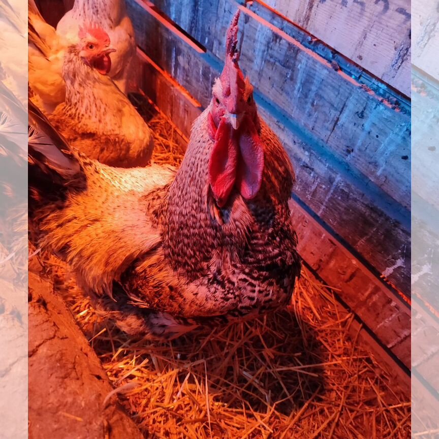 Молодые петухи