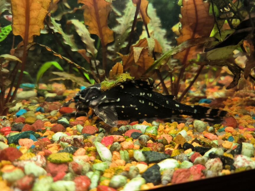 Сом агамикс