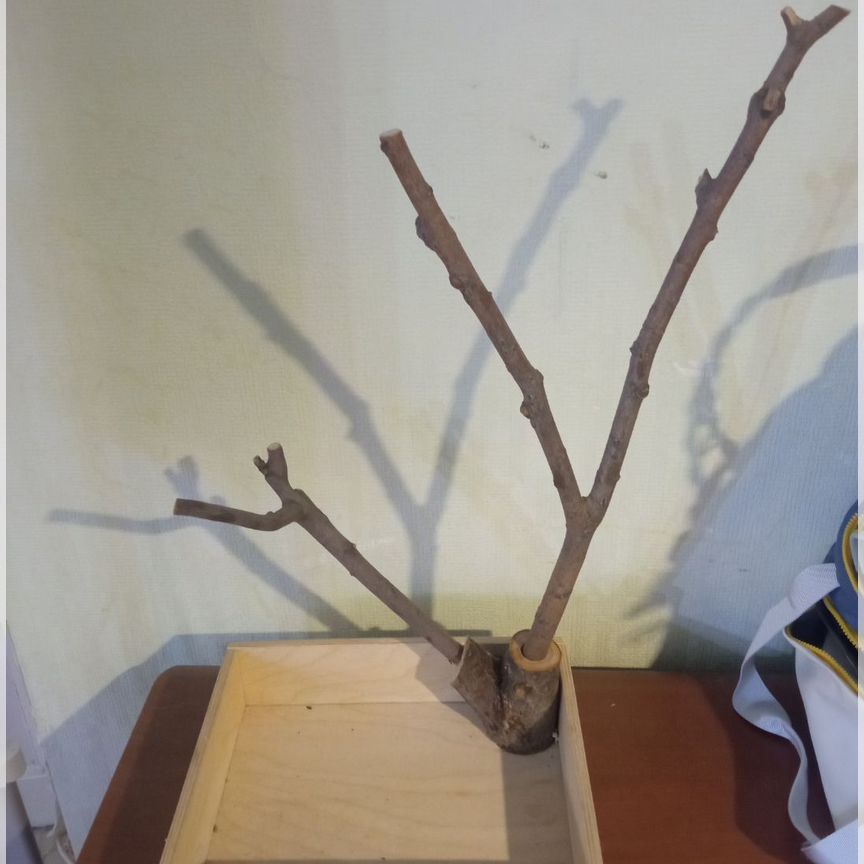 Капашилка для попугаев