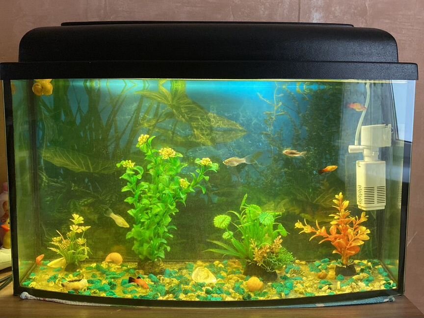 Аквариум с рыбками