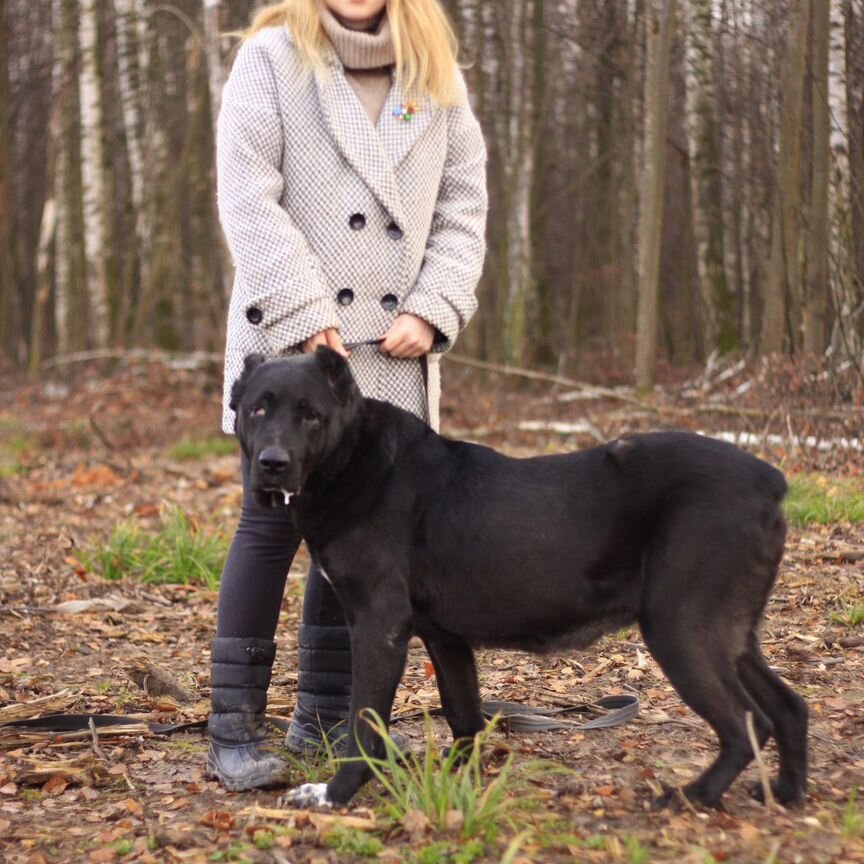 Тея, 8 лет, алабай