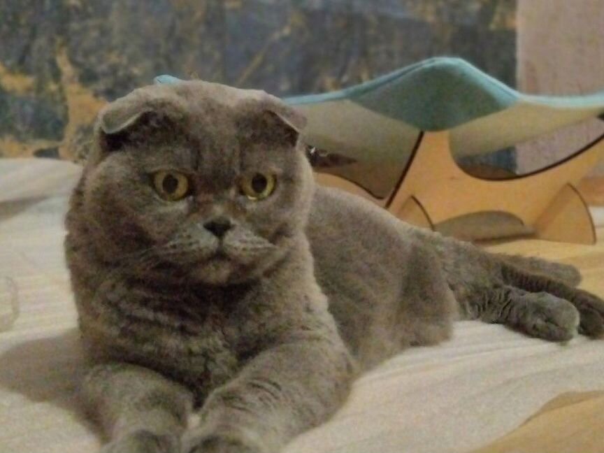 Шерри нуждается в любящей семье