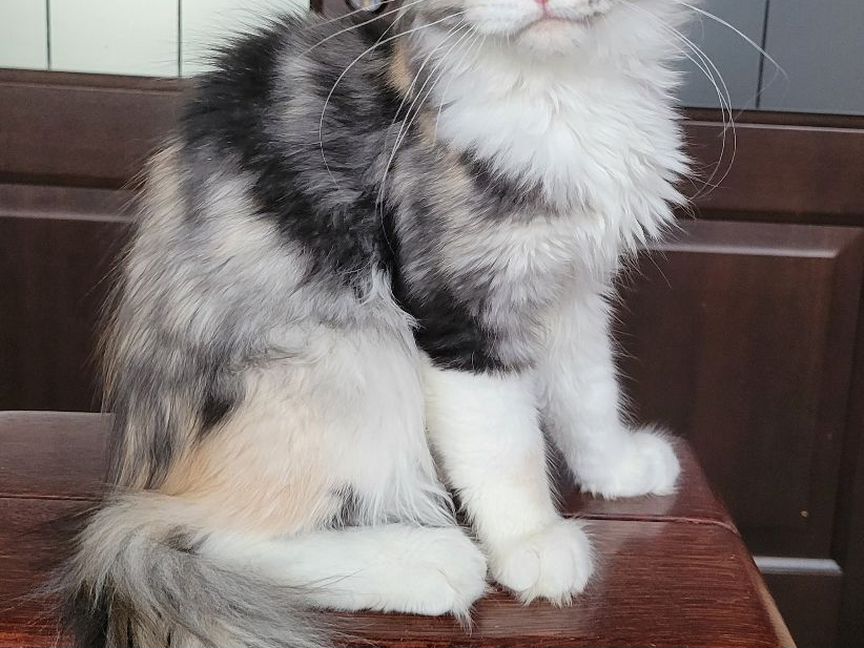 Котята мейн-кун