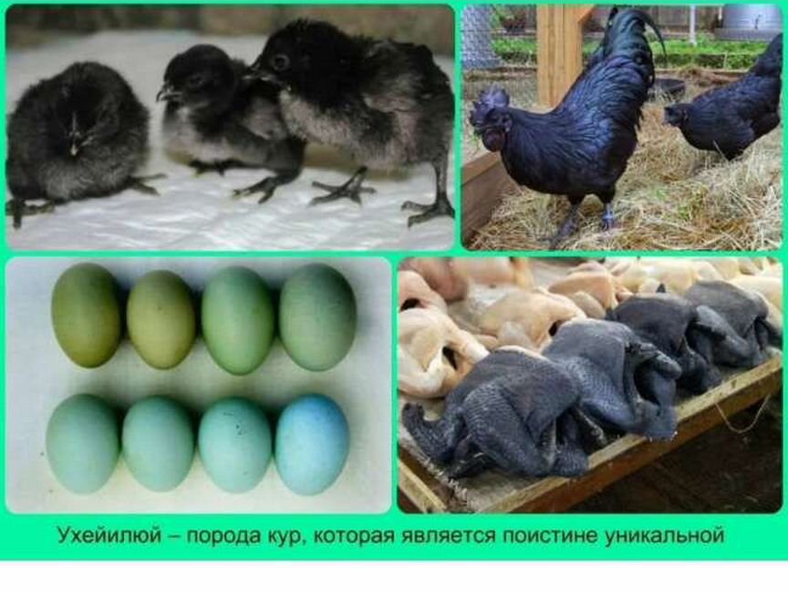 Инкубационое яйцо цыплят породы ухейилюй