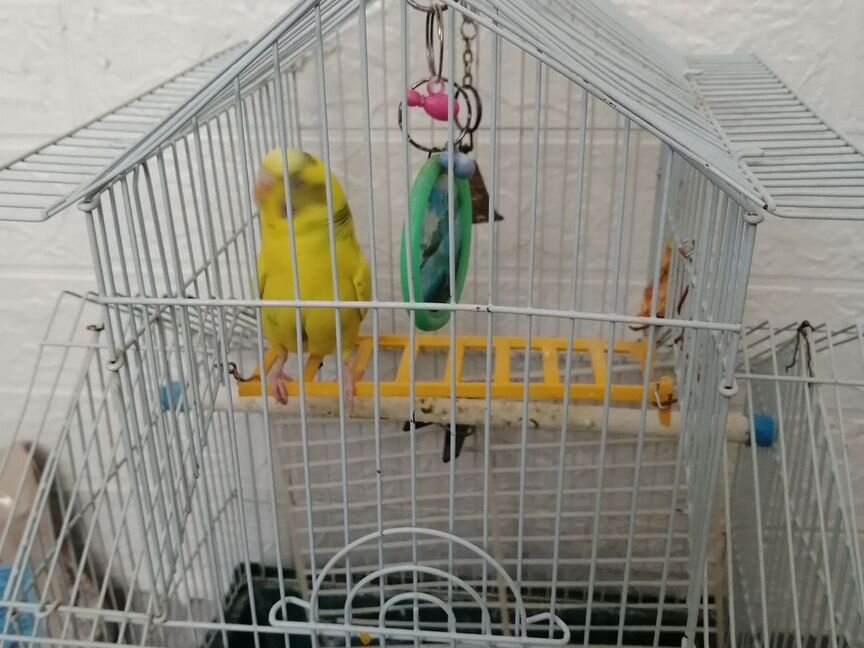 Волнистый попугай с клеткой